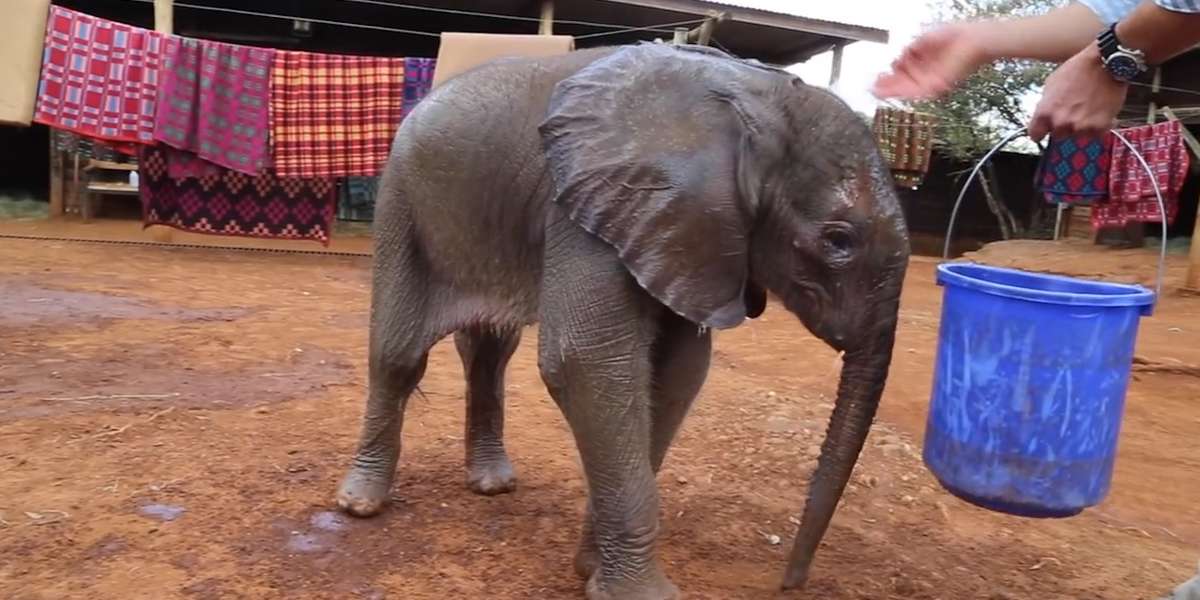 Watch This Baby Elephant Reunite With All His Friends - Videos - The Dodo