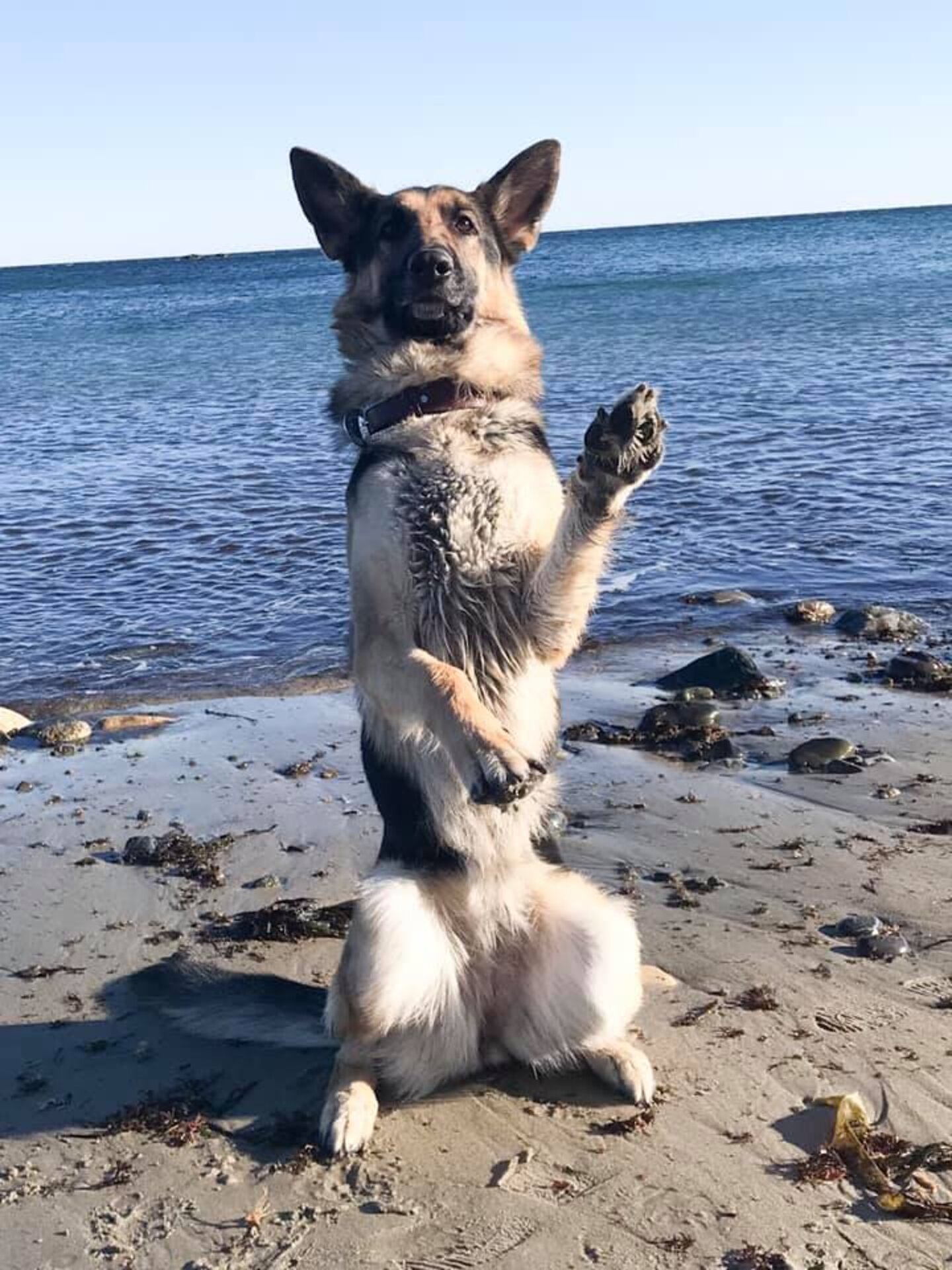 Watch This Adorable Service Dog Practice Giving 'CPR' - The Dodo
