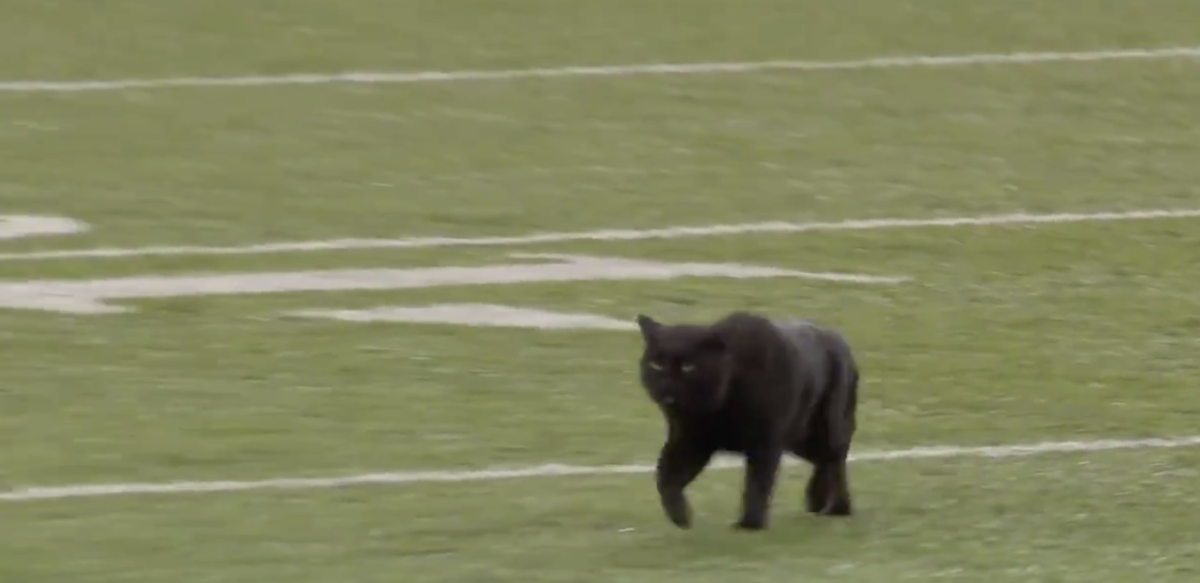 Black Cat on Monday Night Football: Stray Cat Storms Field Mid-Game ...