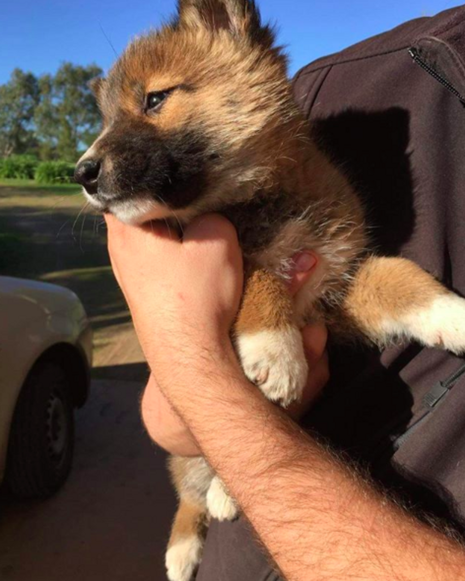 Rare 'Puppy' Found In Backyard Actually A Pure Dingo - The Dodo