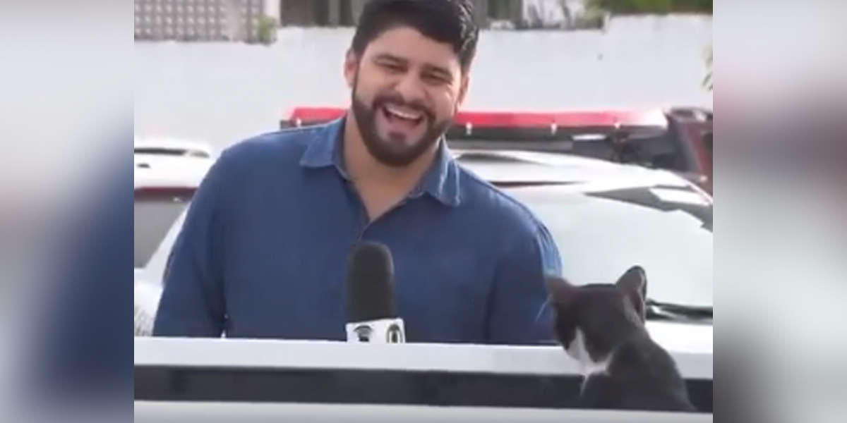 Reporter Can't Stop Laughing After Cat Interrupts News Segment - The Dodo