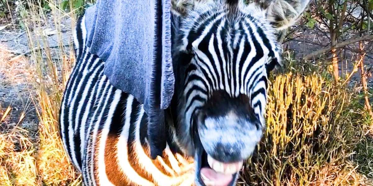 Rescued Zebra Always Eats Breakfast With His Mom - Videos - The Dodo