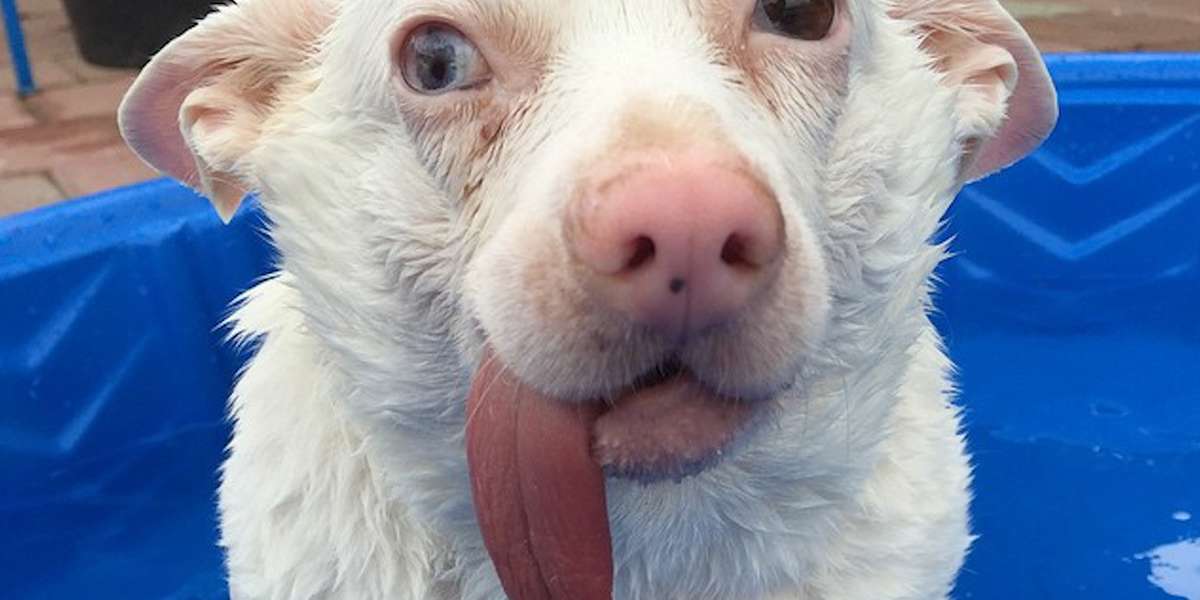 What Is This Dog? - Videos - The Dodo