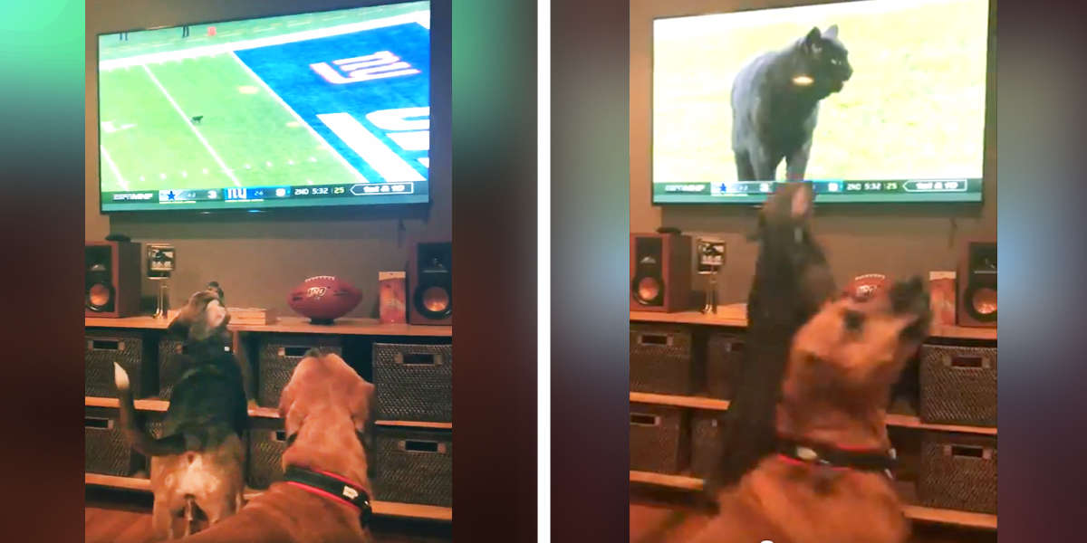 Dogs Take Sudden Interest In Football When A Cat Storms The Field - The ...