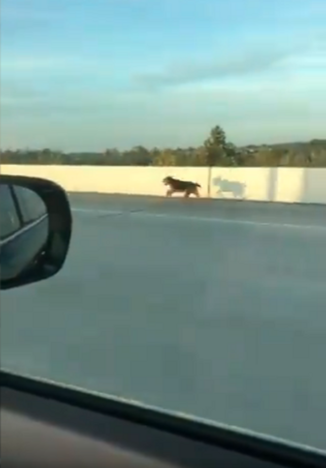 People Pull Together To Save A Frightened Dog Loose On Highway - The Dodo