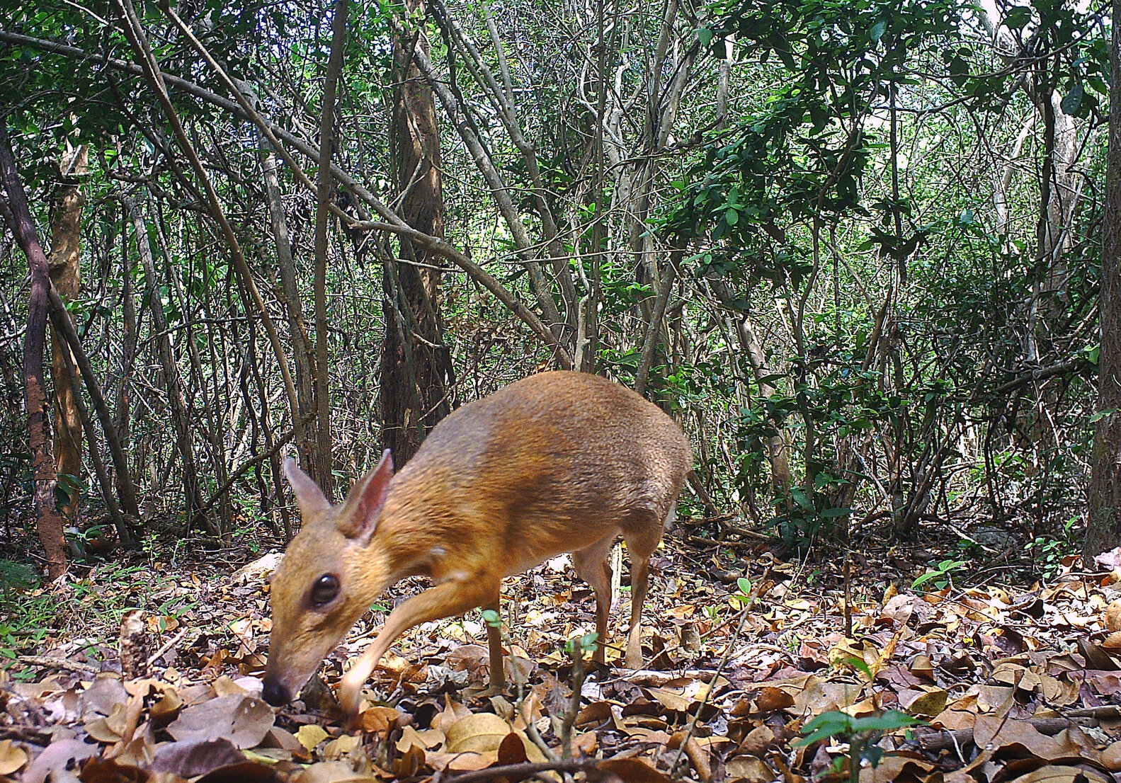 Tiny Deer The Size Of A Rabbit Spotted For The First Time In 30 Years ...