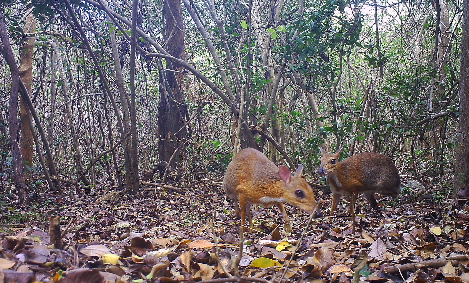 Tiny Deer The Size Of A Rabbit Spotted For The First Time In 30 Years ...