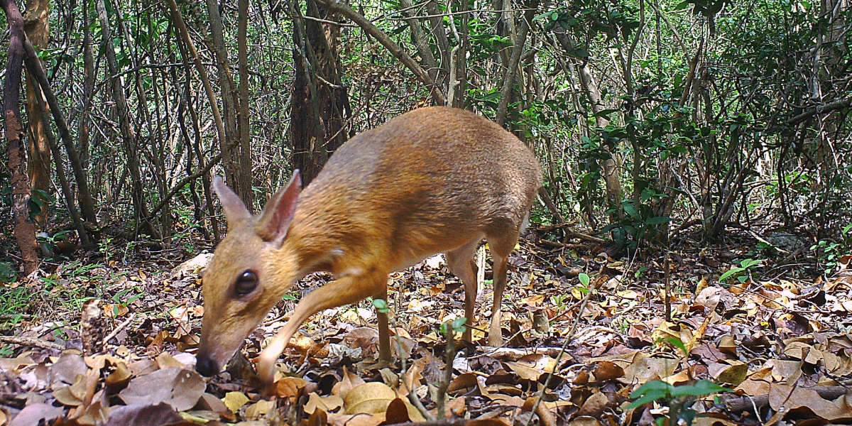 Tiny Deer The Size Of A Rabbit Spotted For The First Time In 30 Years ...
