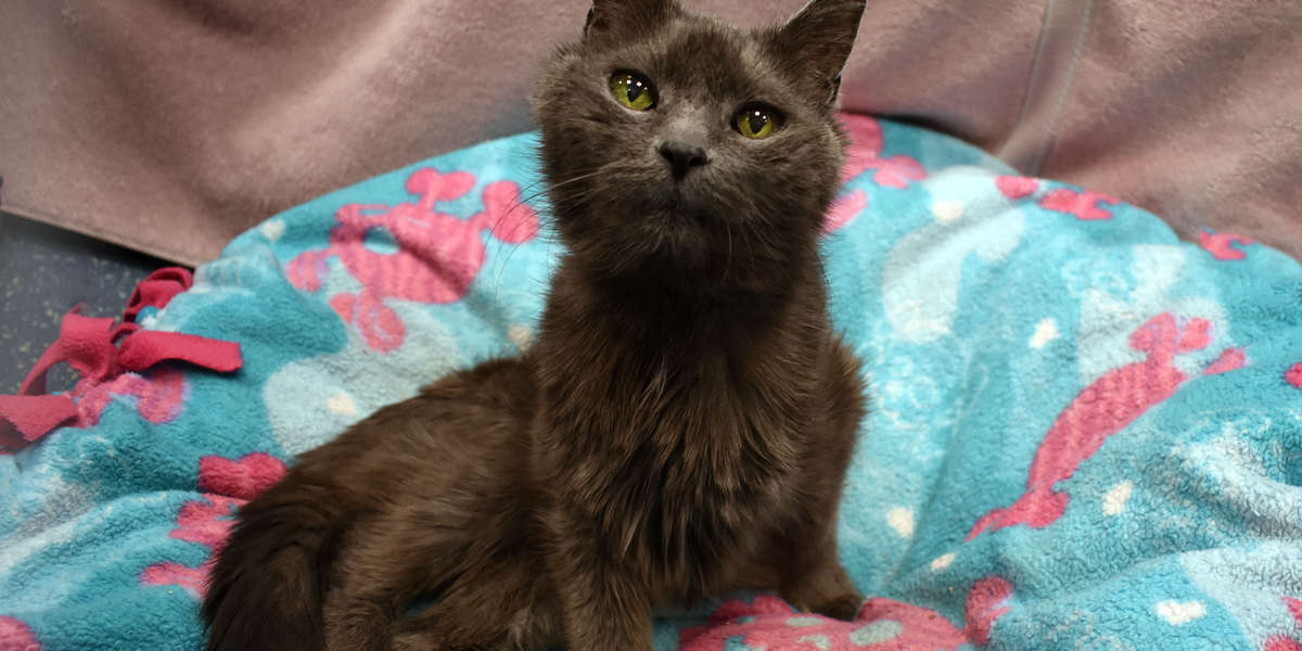 Shelter Takes In 21-Year-Old Cat - The Dodo