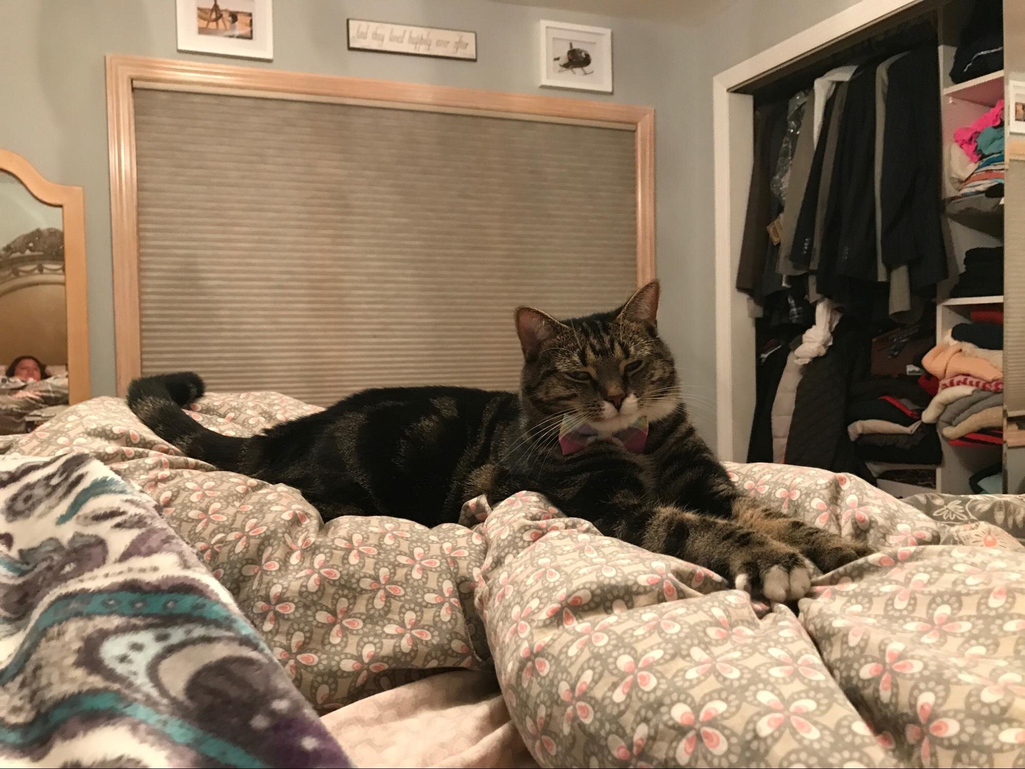 Cat Saves Owner And Neighbors From Lansing Fire - The Dodo