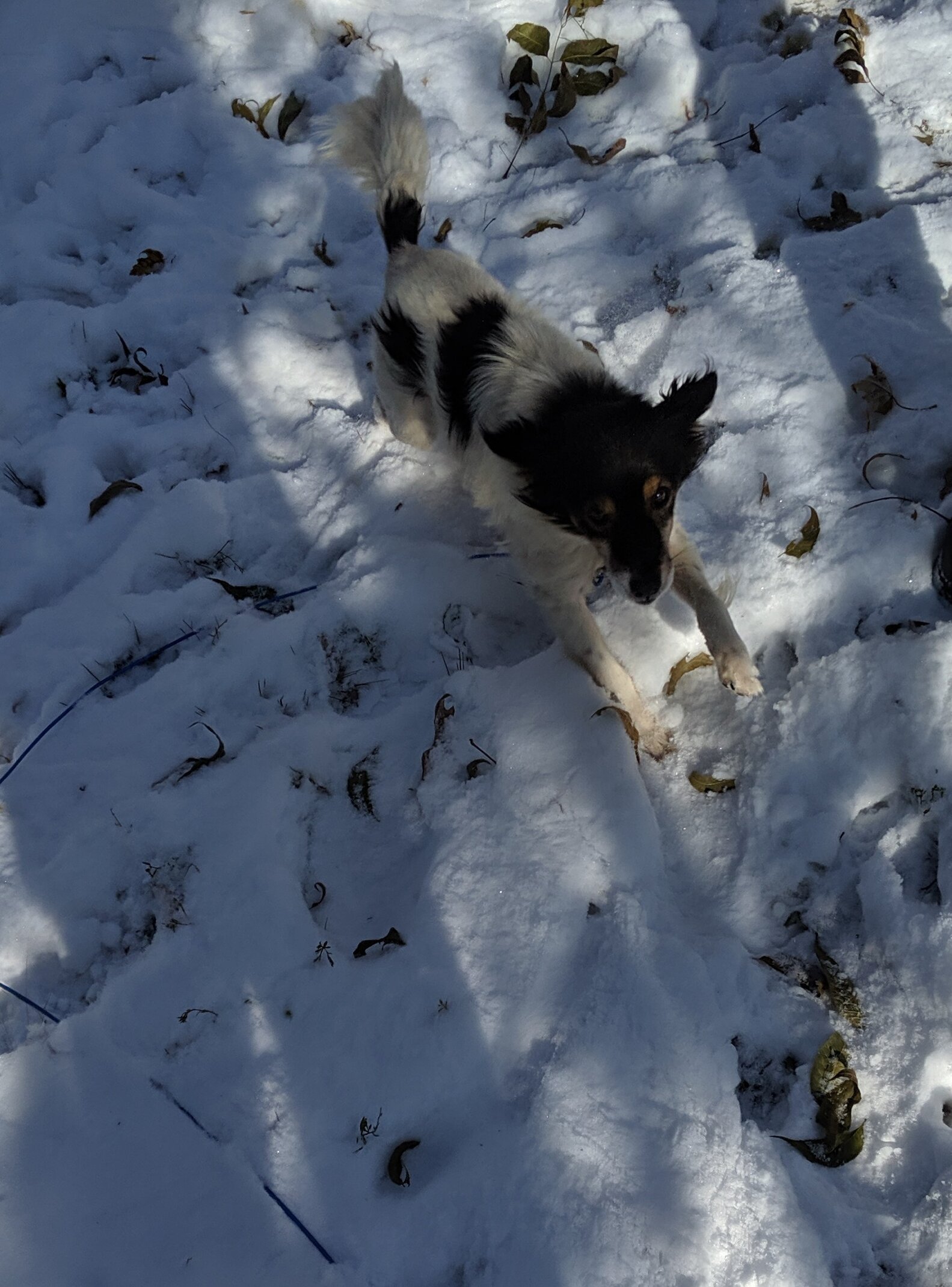 Dog Saved From Freezing Snow Is So Grateful To Be Safe - The Dodo