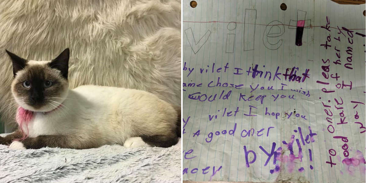 Siamese Cat Found With A Note On Her Collar - The Dodo