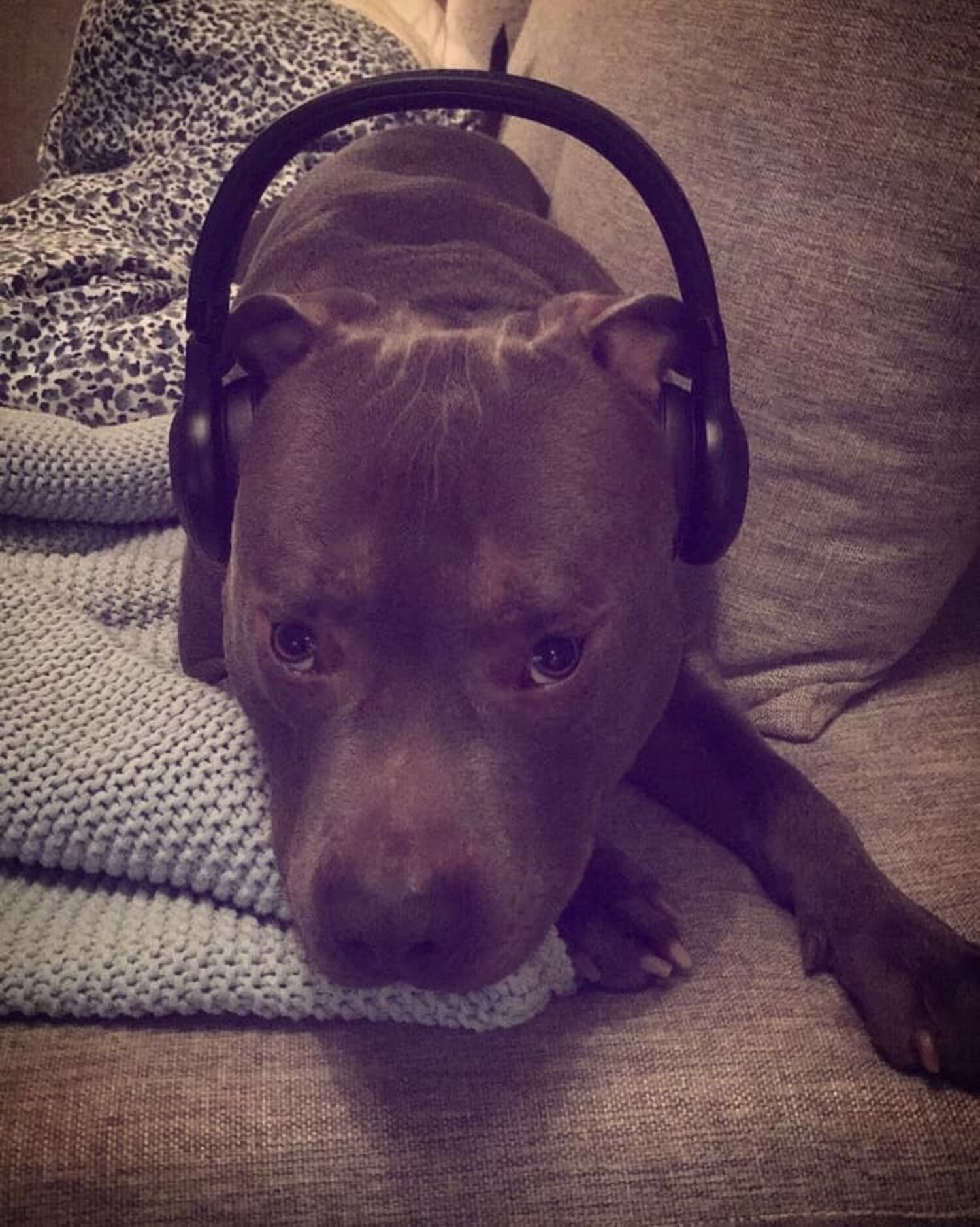 Woman Was Scared Of Neighbor's Pit Bull — Until He Saved Her Life - The ...