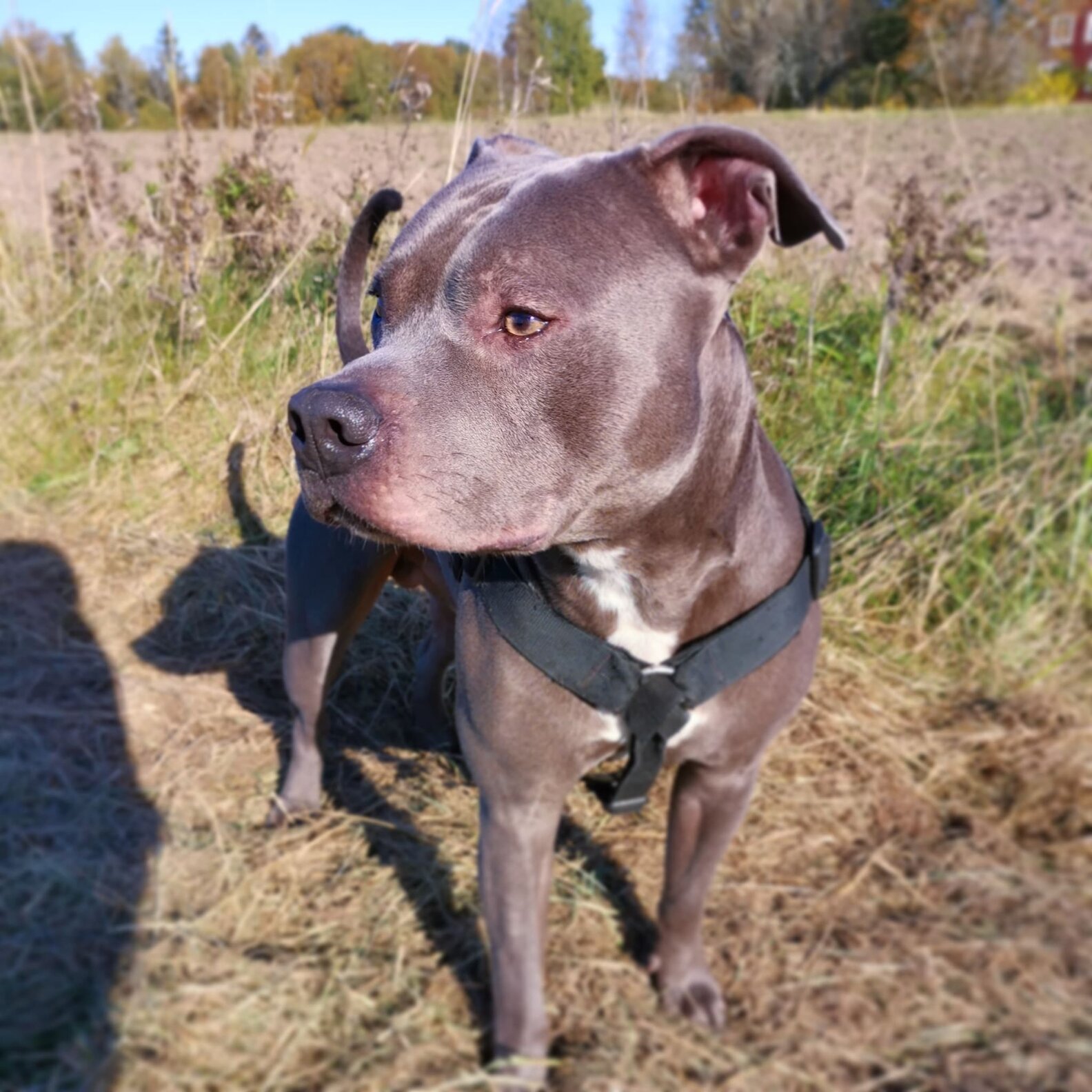 Woman Was Scared Of Neighbor's Pit Bull — Until He Saved Her Life - The ...