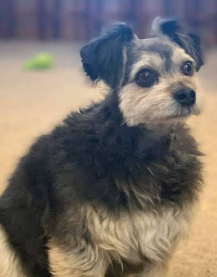 This Photo Of A Dog Is The Latest Optical Illusion - The Dodo
