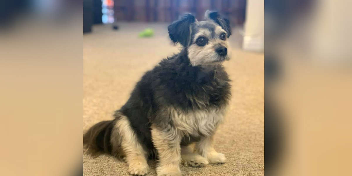 This Photo Of A Dog Is The Latest Optical Illusion - The Dodo