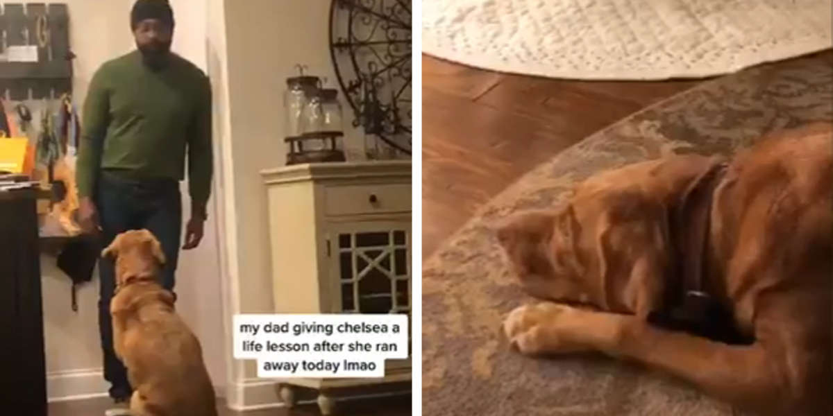 Dad Caught Giving Naughty Dog A Hilariously Stern Lecture - The Dodo