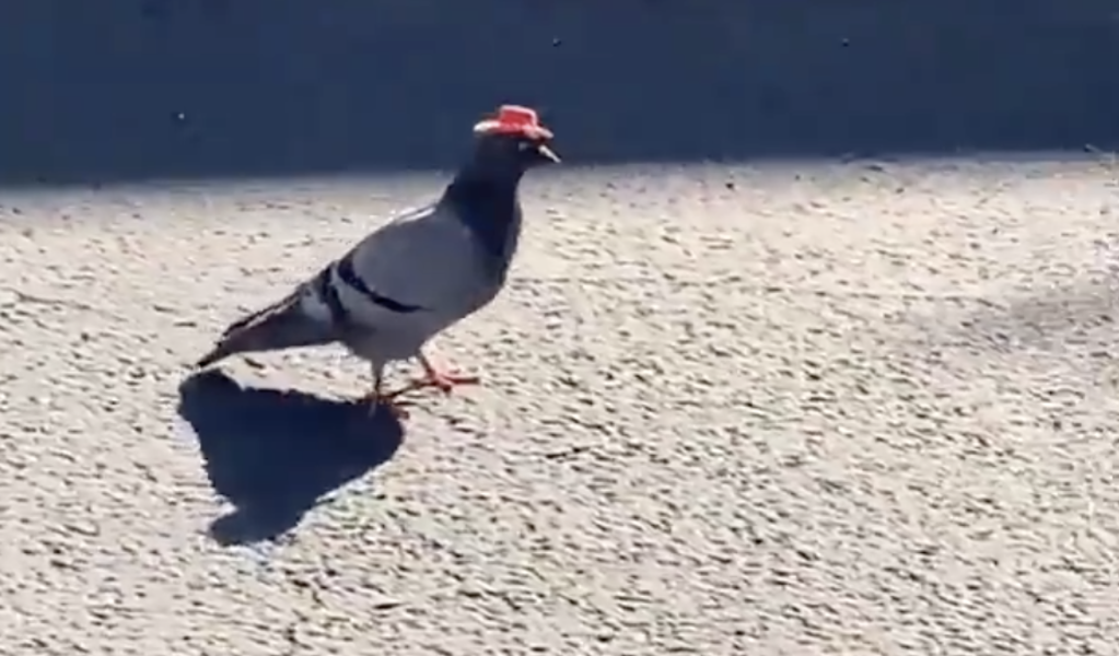 Pigeons With Cowboy Hats Have Been Seen in Las Vegas - Thrillist