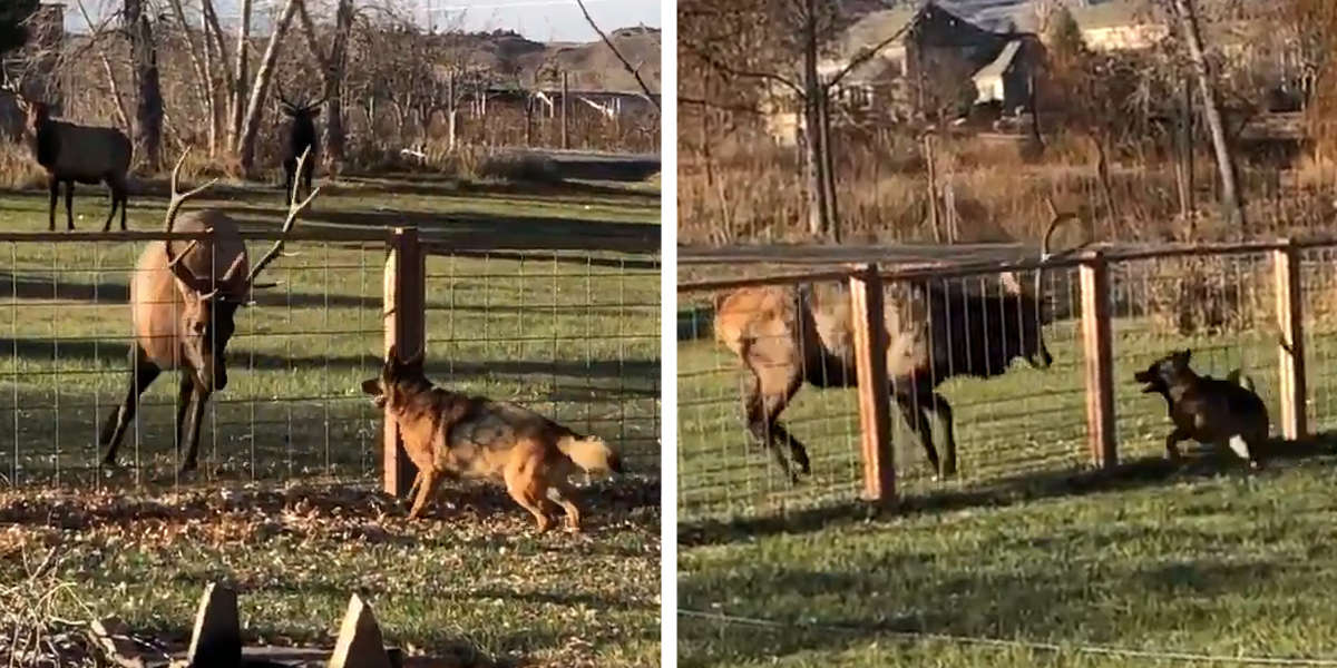 Wild Elk Has Come To Visit His Dog Friend For Years - The Dodo