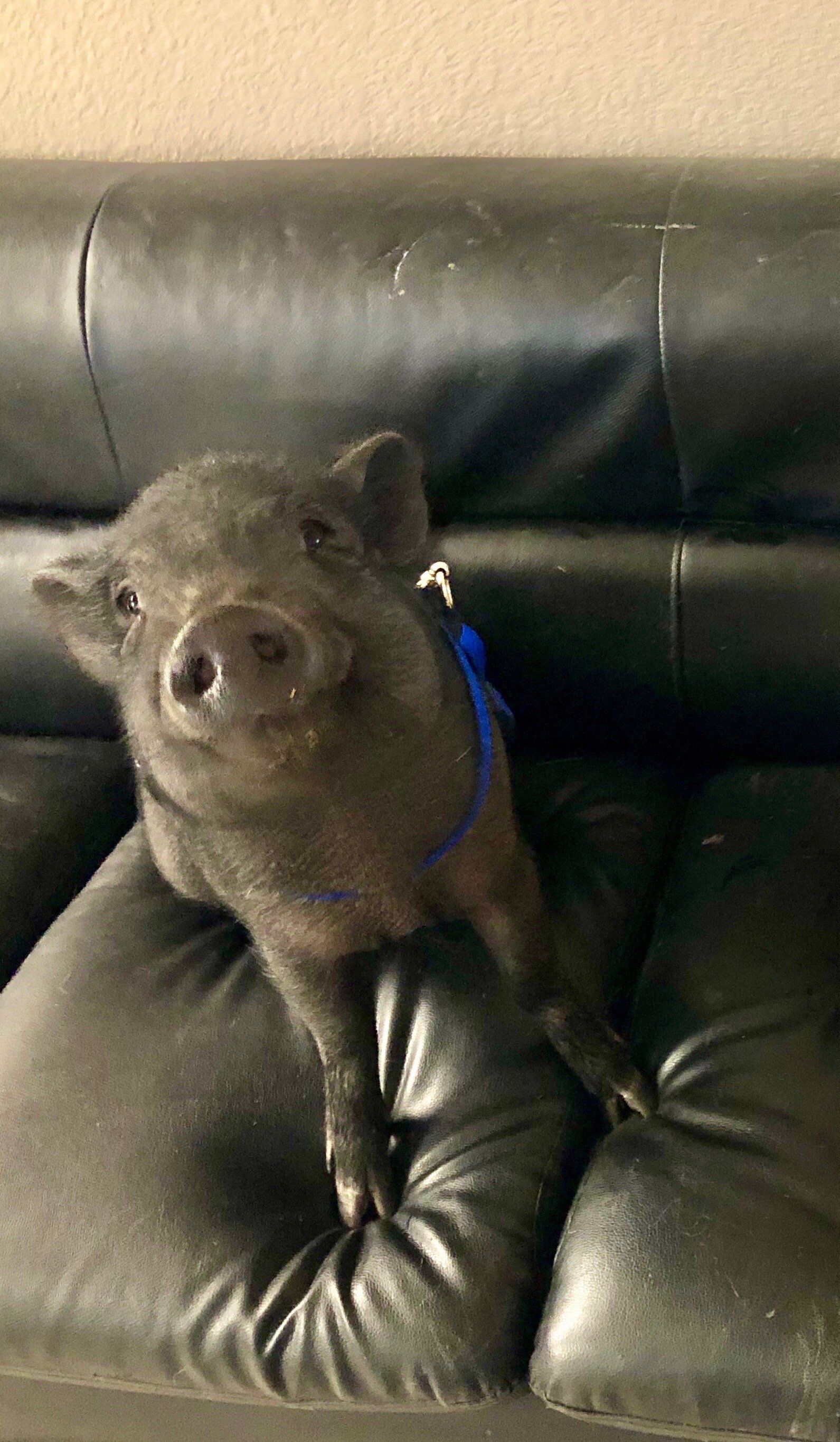 Pig And Dog Friends Meet For A Playdate Every Week - The Dodo