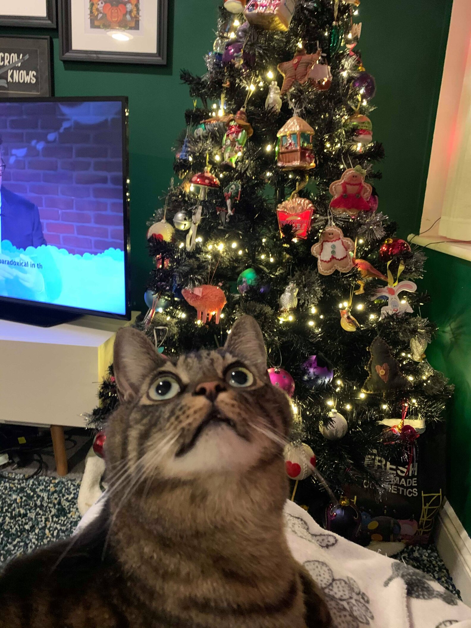 Sneaky Cat Hides In Christmas Tree - The Dodo