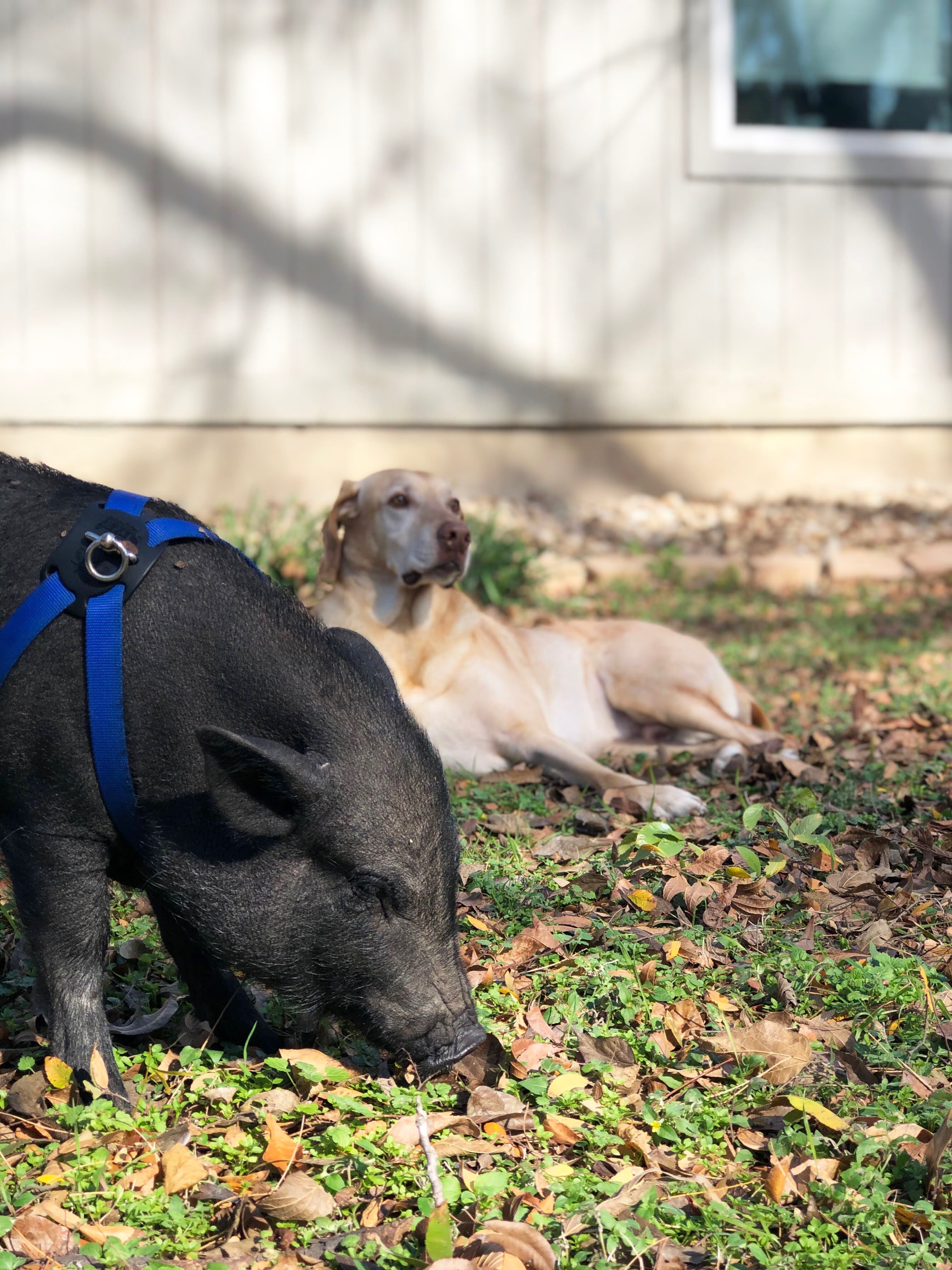 Pig And Dog Friends Meet For A Playdate Every Week - The Dodo