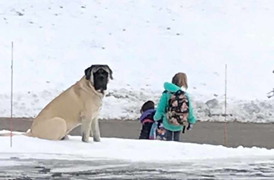 Dog Waits at the Bus Stop With Two Little Girls and Video Goes Viral ...