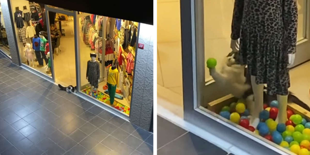 Random Cat Likes What She Sees In Store's Window Display - The Dodo
