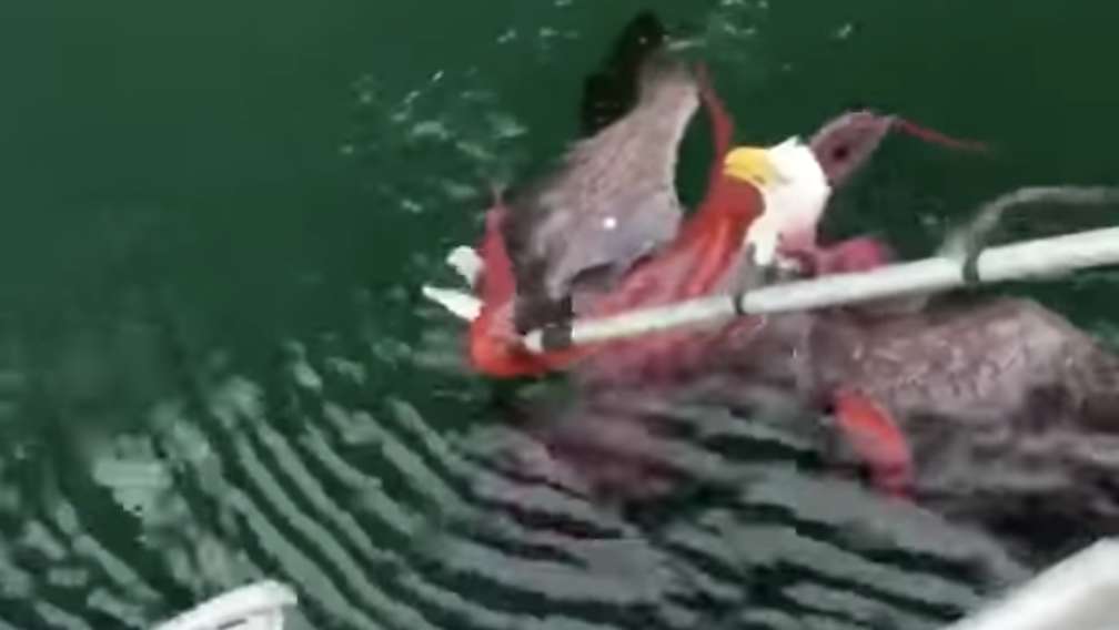 Eagle and Octopus Video: An Octopus Caught an Eagle in the Water ...