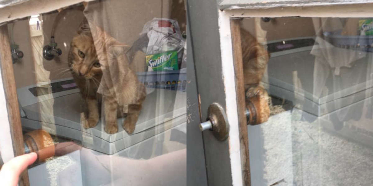 Cat Lets Mom Back Into Locked House - The Dodo