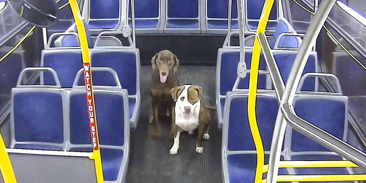 Bus Driver Helps Two Lost Dogs Make It Home For Christmas - The Dodo