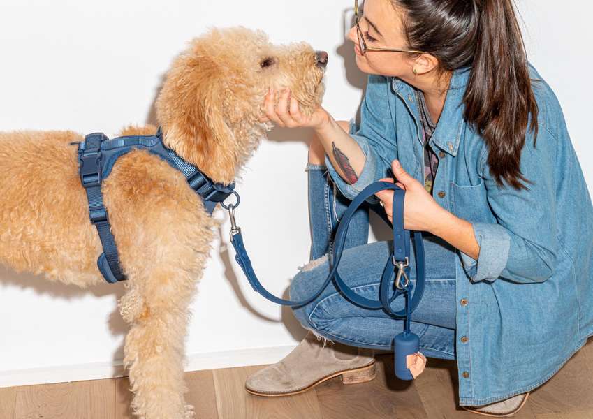 Wild One Dog Products to Buy for Your Pet: Deals on Dog Beds & More ...