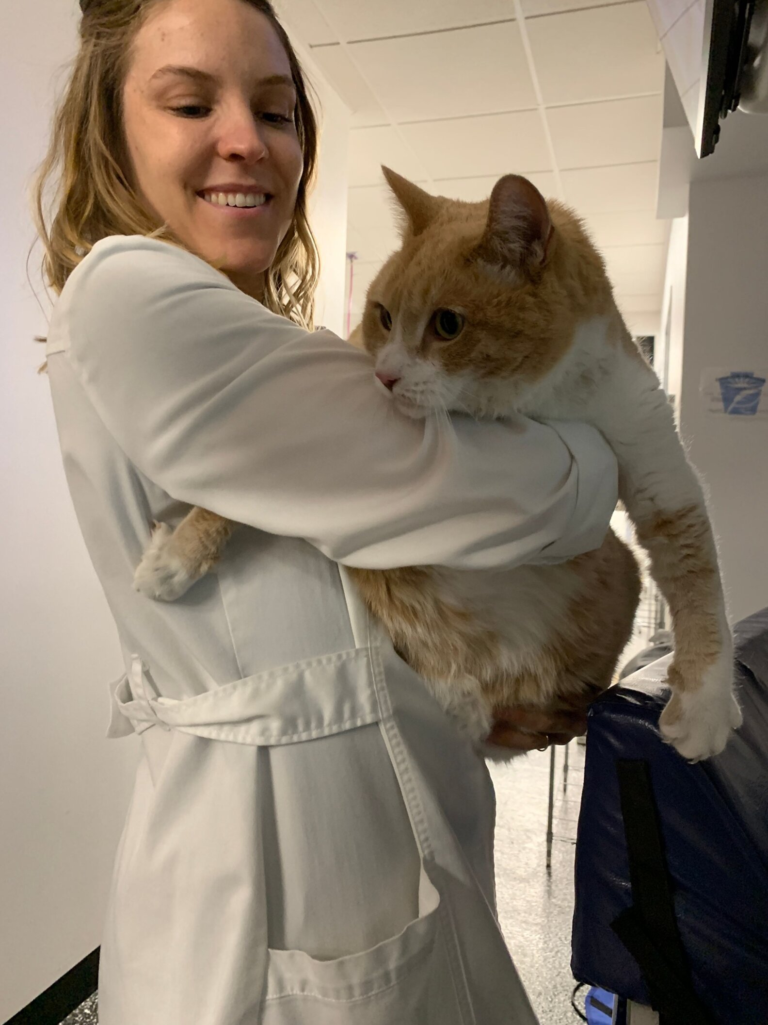 Shelter Takes In 22-Pound Cat Siblings - The Dodo