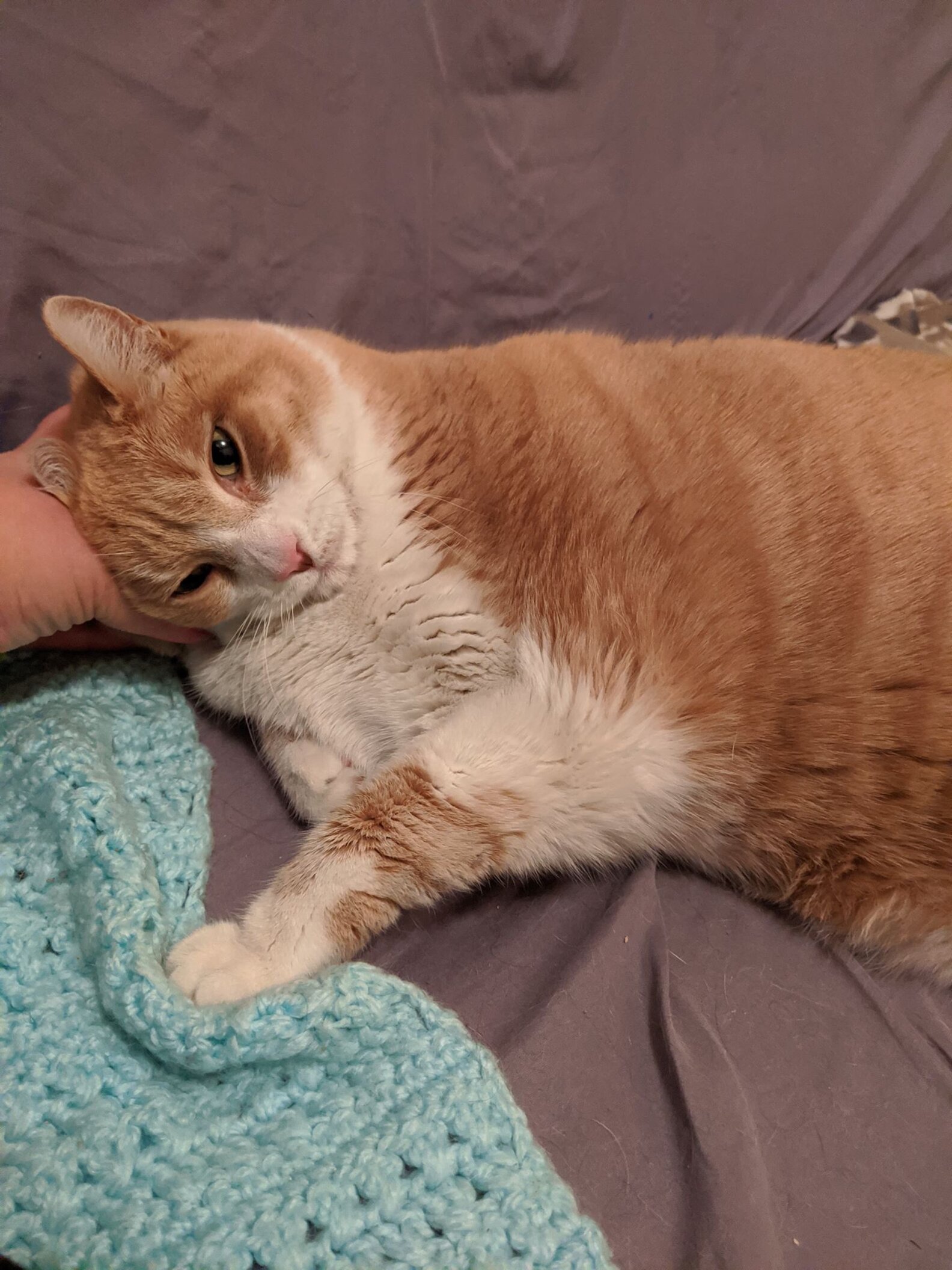 Shelter Takes In 22-Pound Cat Siblings - The Dodo