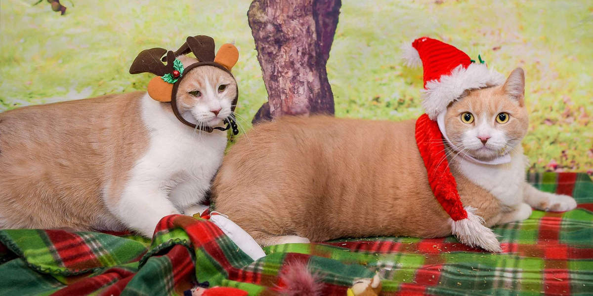 Shelter Takes In 22-Pound Cat Siblings - The Dodo