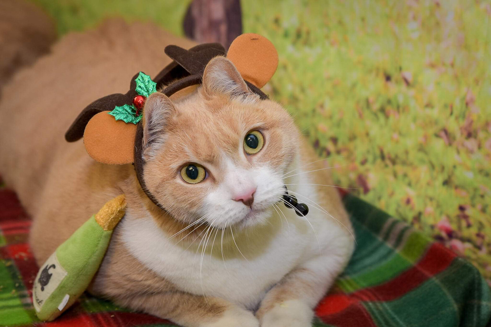 Shelter Takes In 22-Pound Cat Siblings - The Dodo