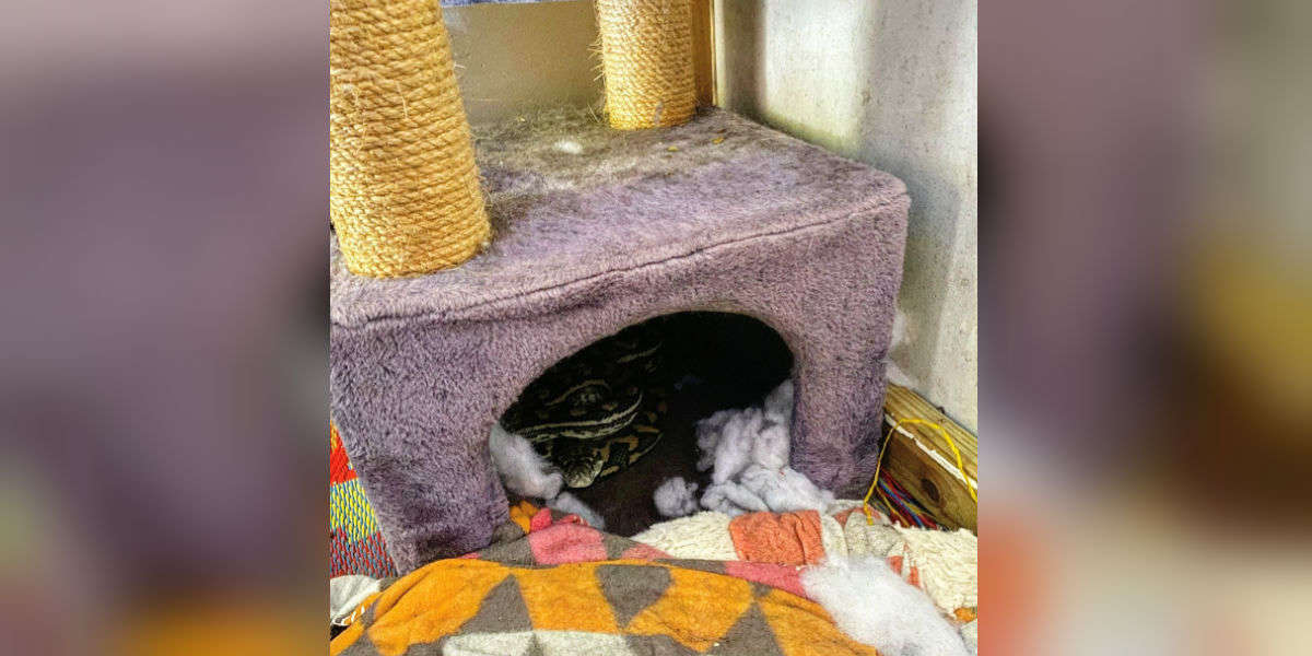 Snake Hides In Cat Tree - The Dodo