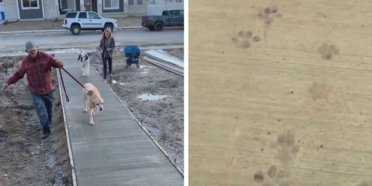 How Long After Pouring Concrete Can Dogs Walk On It