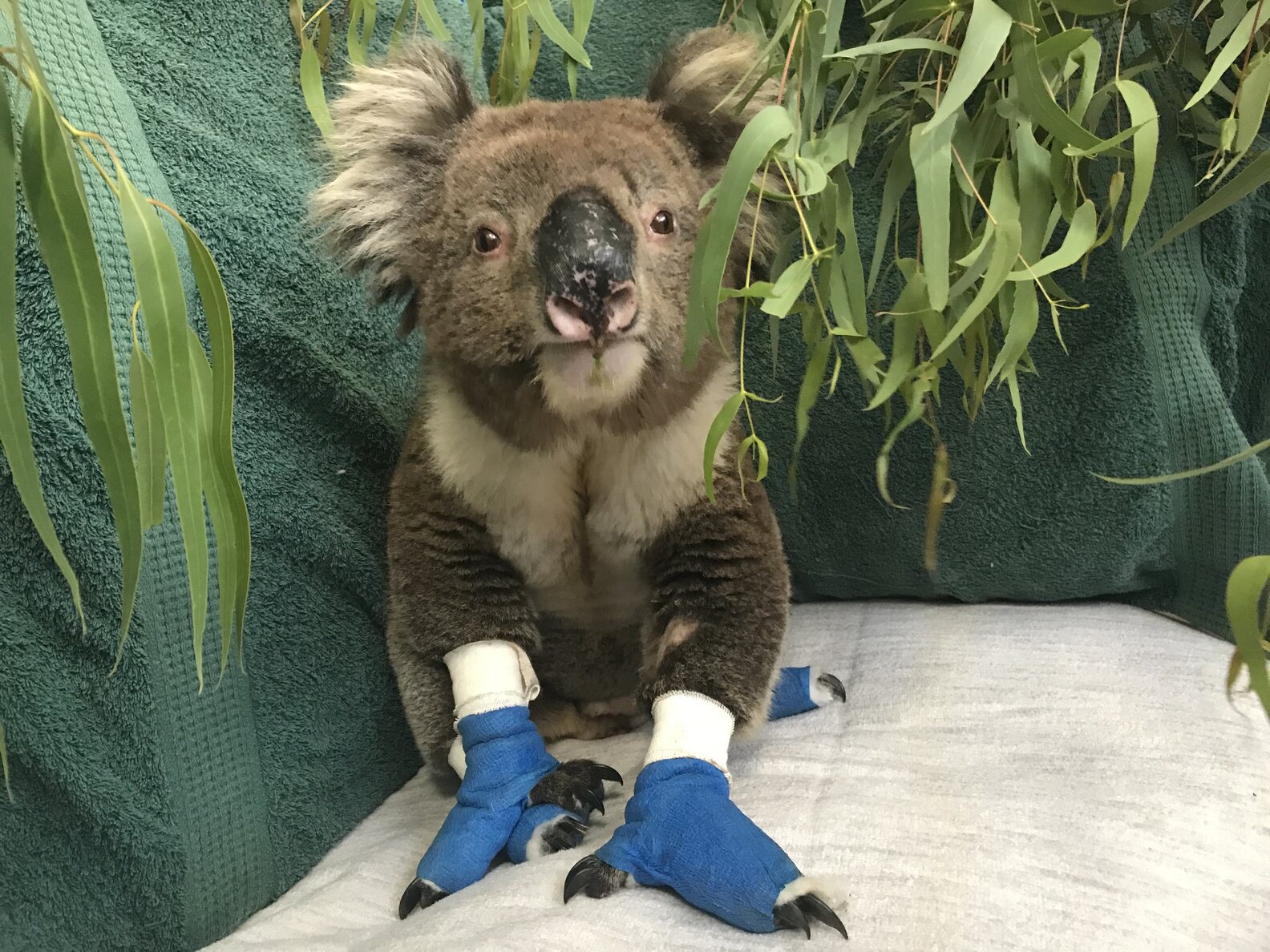 Koala Burned In Fires Rescued Just In Time - The Dodo