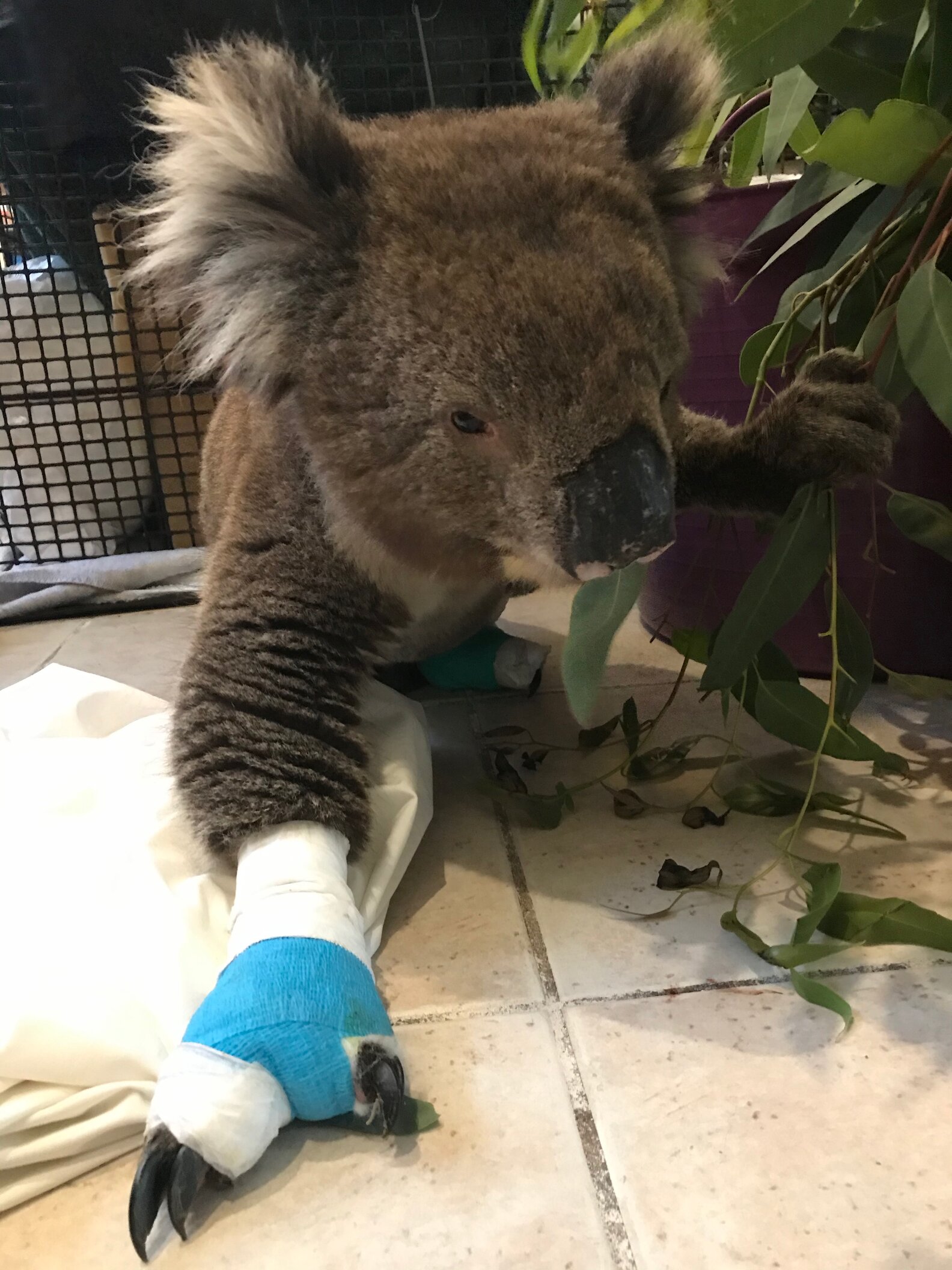 Koala Burned In Fires Rescued Just In Time - The Dodo