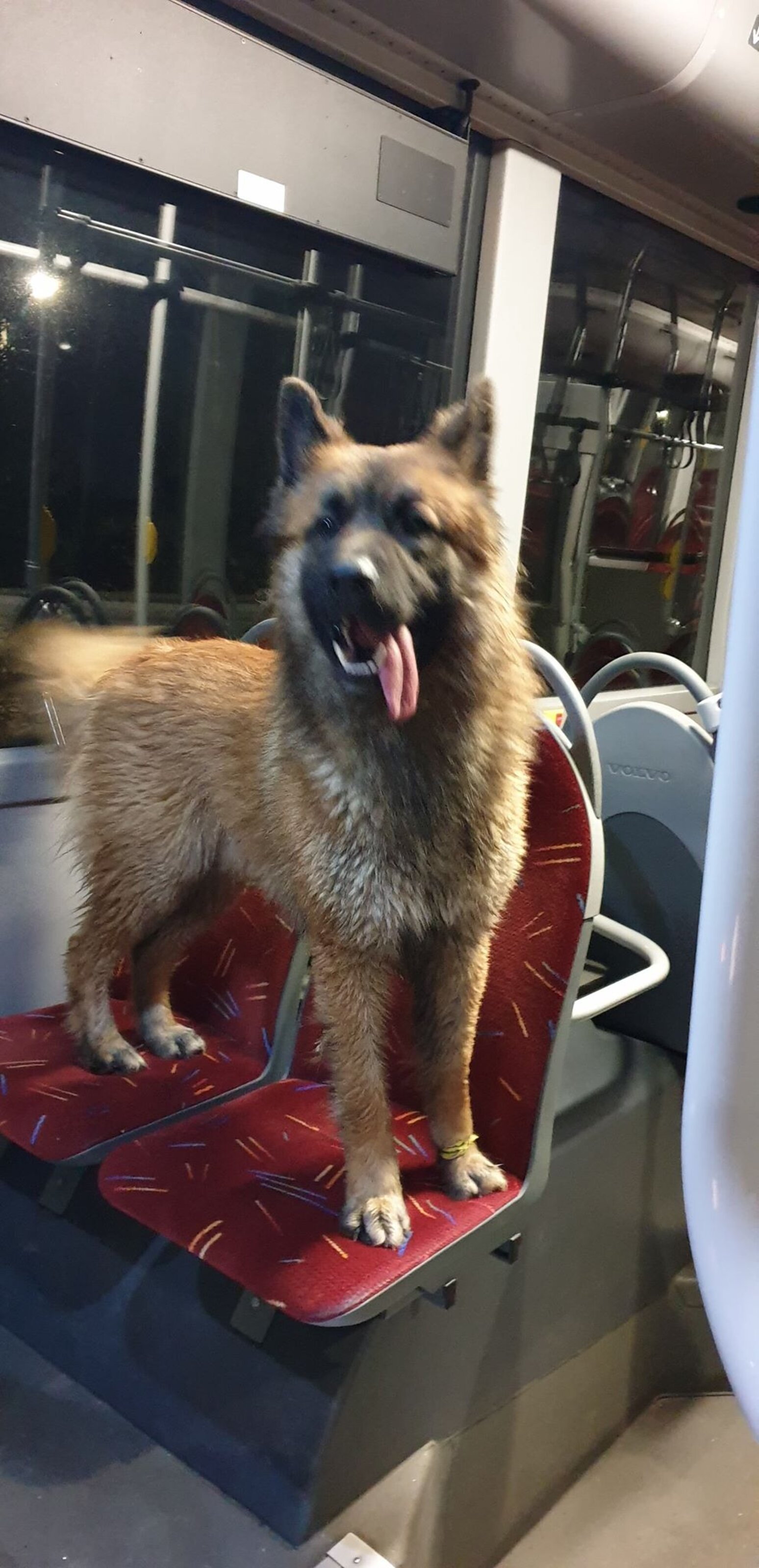 Bus Driver Is Surprised After Friendly Dog Hops Aboard All Alone - The Dodo