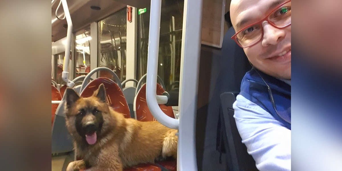Bus Driver Is Surprised After Friendly Dog Hops Aboard All Alone - The Dodo