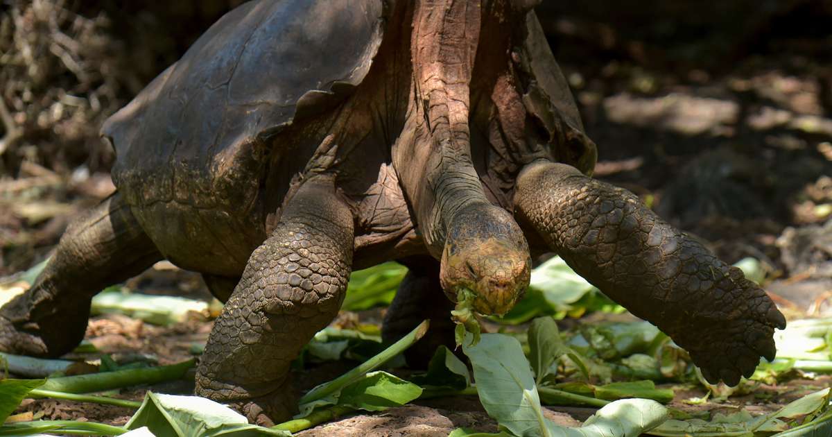 'Diego the Tortoise' is Retiring After Saving Species in the Galapagos ...