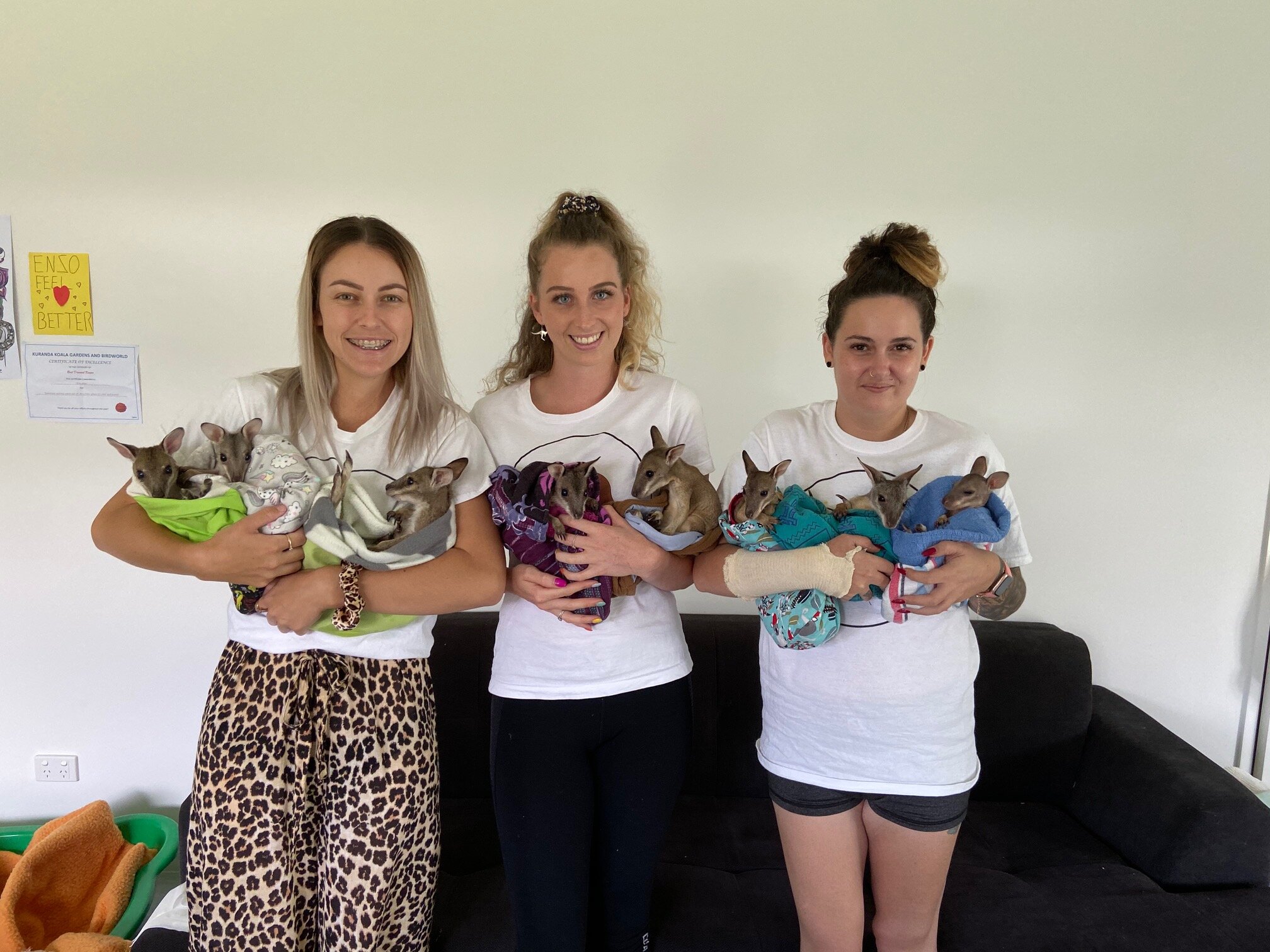 7 Wallaby Babies Rescued From Fires In Australia - The Dodo