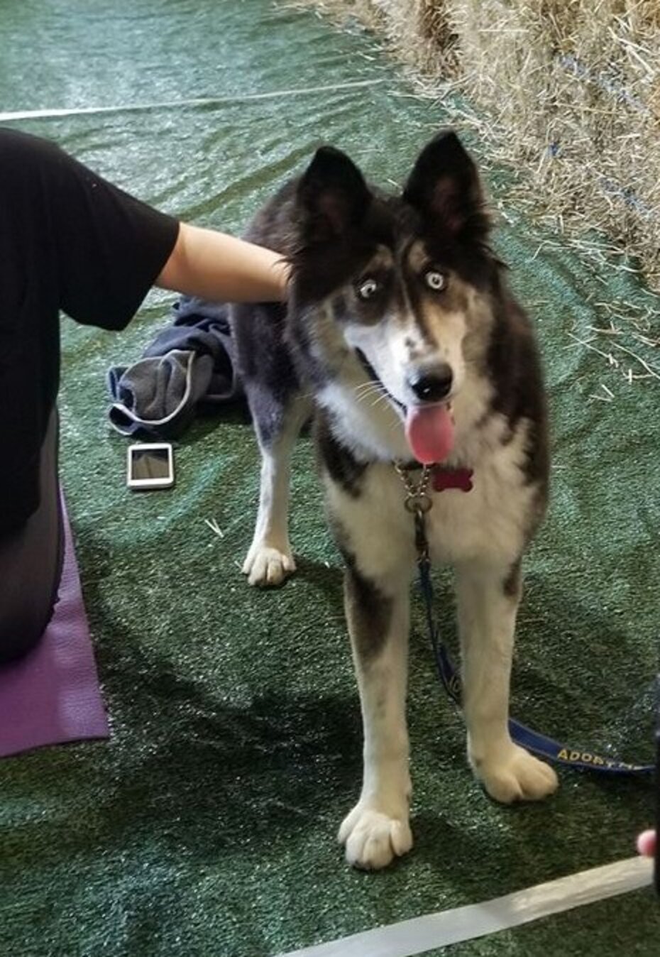 'Weird-Looking' Husky Just Wants Someone To Love Her For Who She Is ...