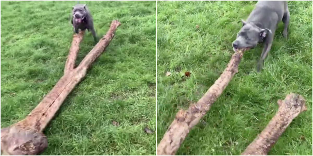 Dog Finds Fallen Tree And Drags It With Her - The Dodo