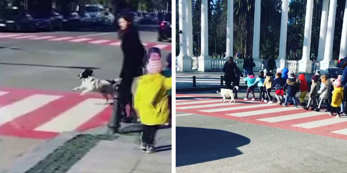 Dog Stops Traffic So Group Of Kids Can Safely Cross The Street - The Dodo