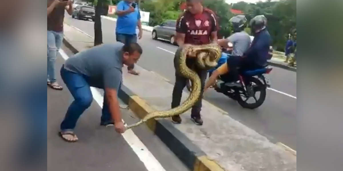 Kind Guys Pick Up Giant Snake To Help Her Cross Busy Road - The Dodo