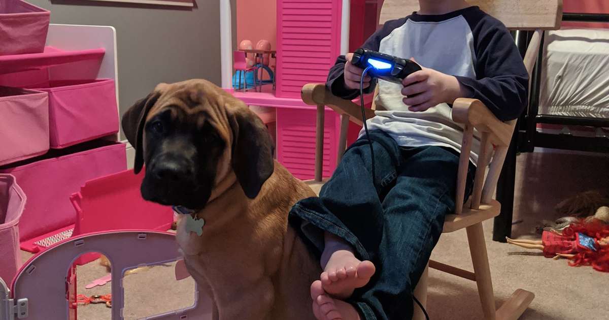 Dog Puts Himself In Time-Out Too So Boy Doesn't Have To Do It Alone ...