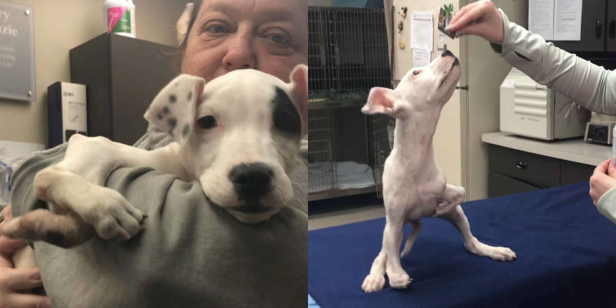 Shelter Takes In Puppy With 5 Paws - The Dodo